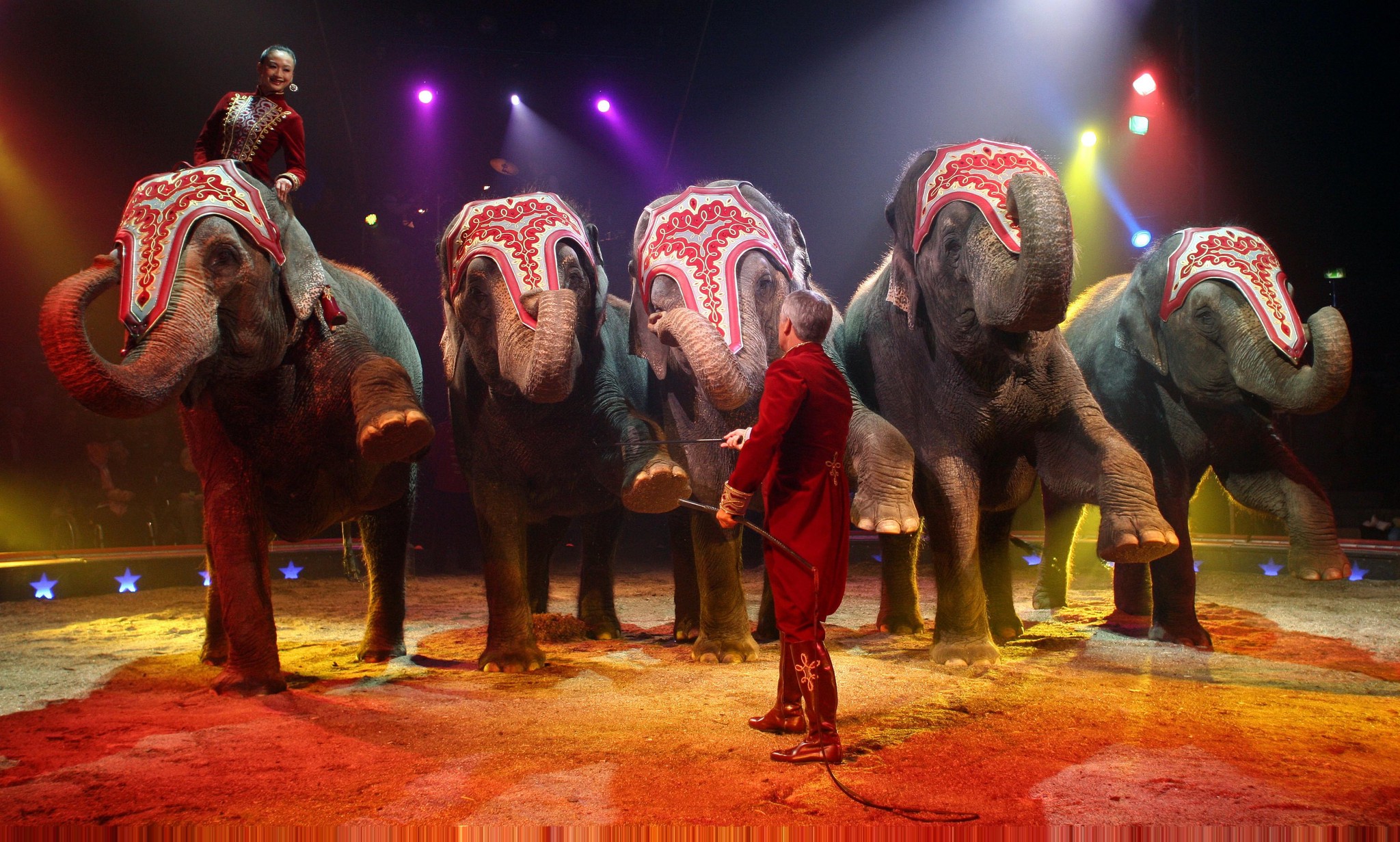 Encre bleue: Qui se souvient des fauves au Cirque Knie? | Tribune de Genève