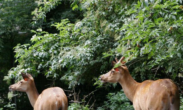 Tierpark Lange Erlen will Wald verlegen | Basler Zeitung