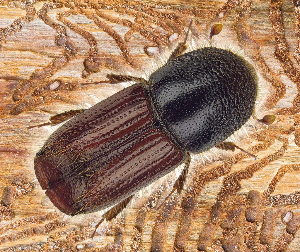 Der Borkenkäfer frisst sich durchs Mittelland | Berner Oberländer