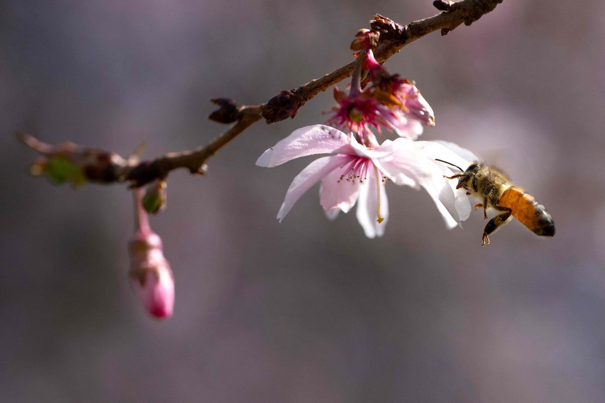 Printemps: les plus belles photos de cerisiers en fleur | 24 heures
