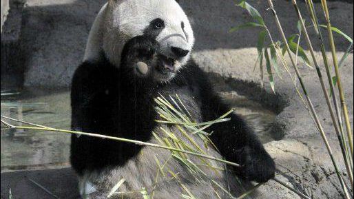Japon – Le bébé panda géant de Tokyo est mort - L'essentiel