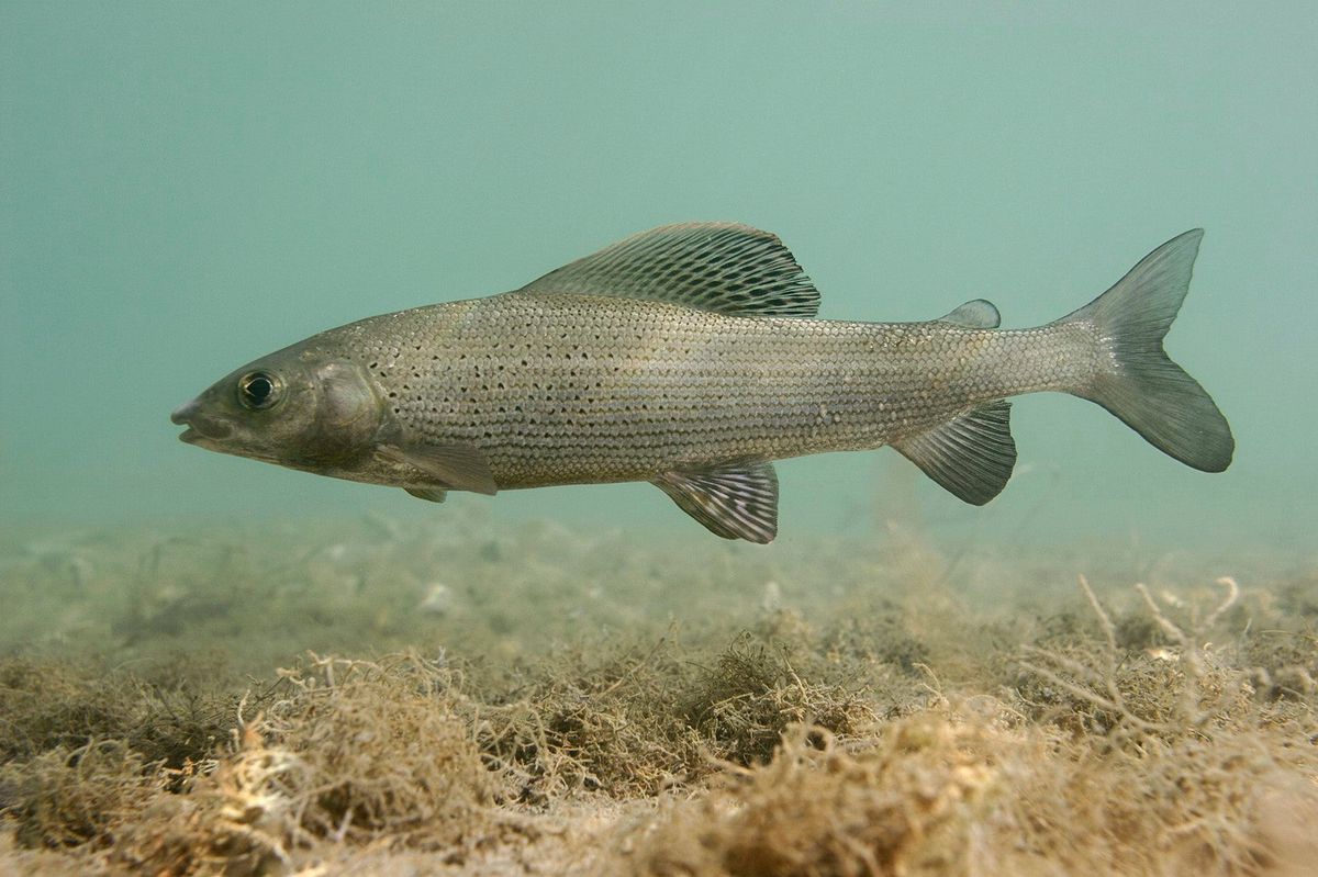 Rheinschwimm-Saison hat begonnen: Diese Fische schwimmen mit uns in ...
