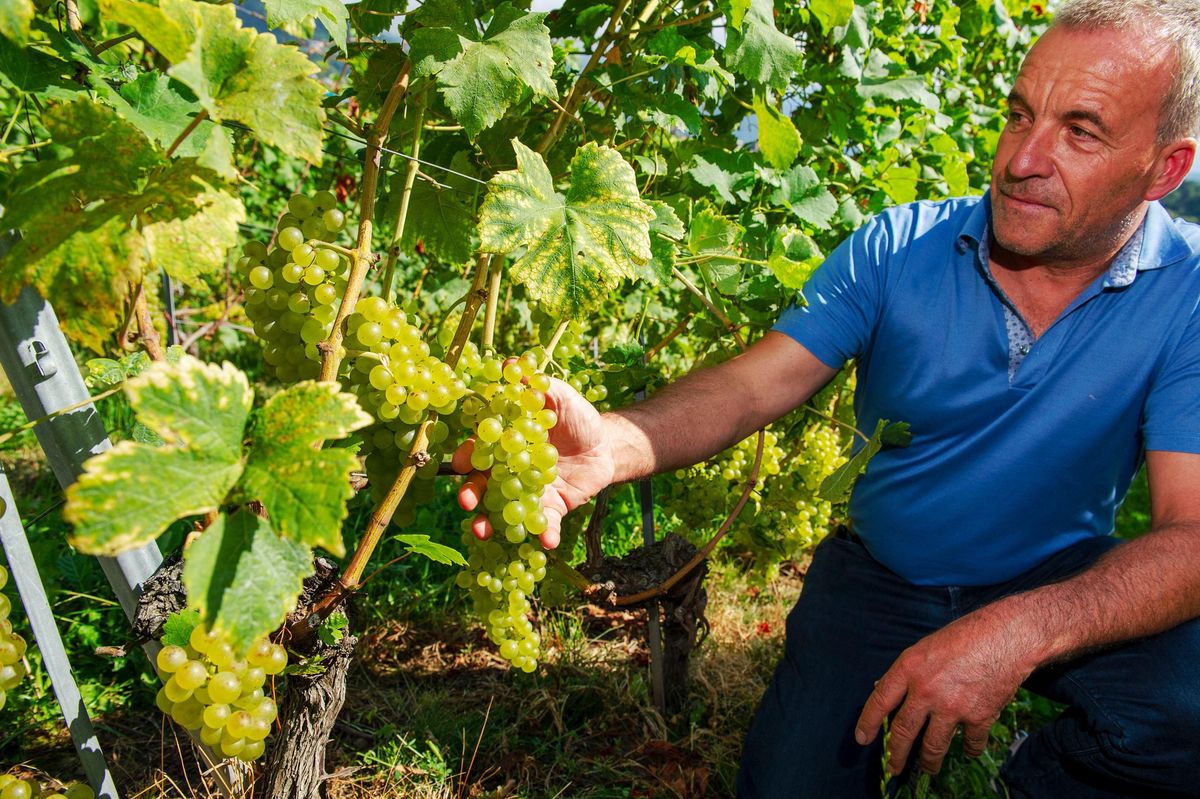 Canton de Vaud: Du soleil et peu de maladies pour une belle vendange ...