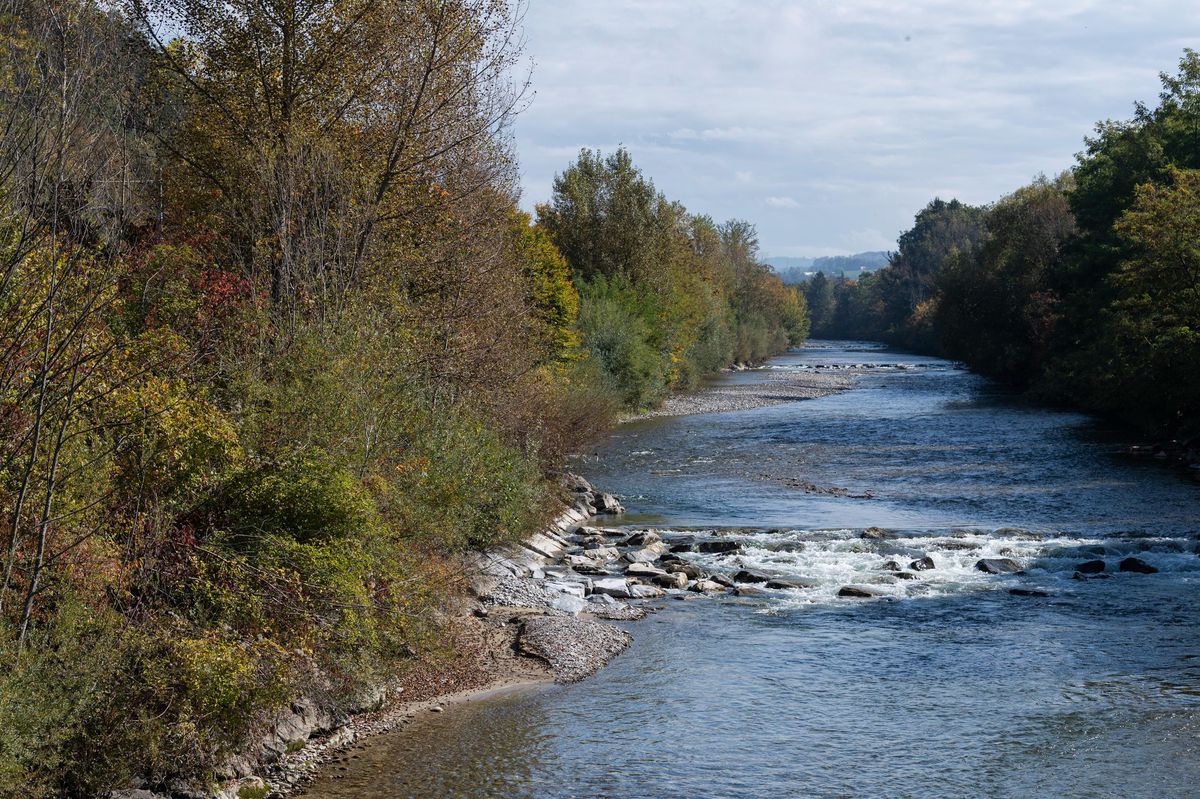 An der Sense in Laupen: Die Bäume am Ufer verschwinden | Berner Zeitung
