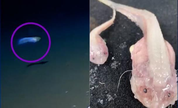 Un record: Au cœur des abysses, des poissons filmés à plus de 8000 ...