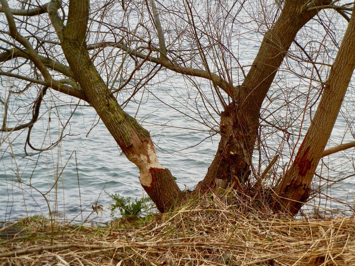 Es bibbern die Bäume | Tages-Anzeiger