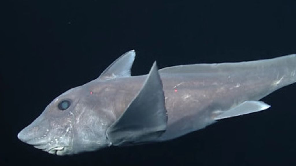 Incroyable: Un «requin-fantôme» filmé pour la première fois! - Le Matin