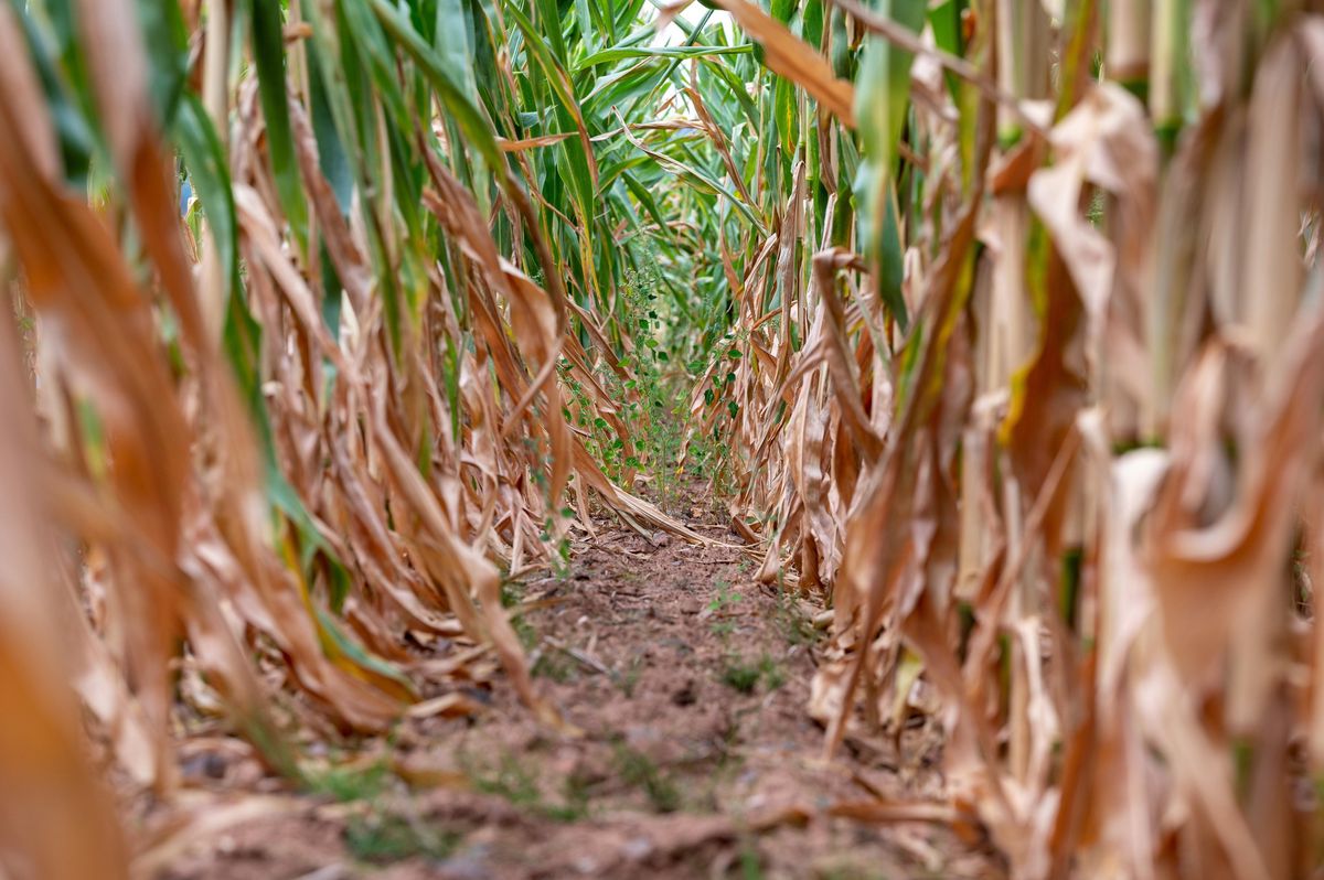 Rheinland-Pfalz: Landwirte beklagen massive Schäden durch Trockenheit – «Katastrophal» - L'essentiel