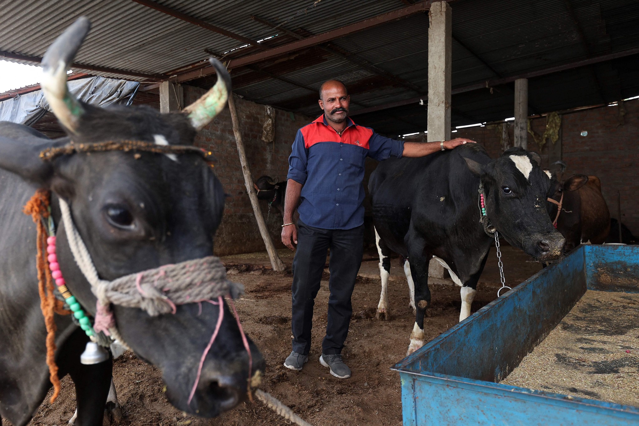 Energies renouvelables: L’Inde mise sur la bouse de vache, une source ...