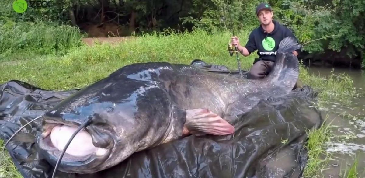 Fette Beute – 2,74 Meter lang – Monster-Wels bricht alle Rekorde - L ...