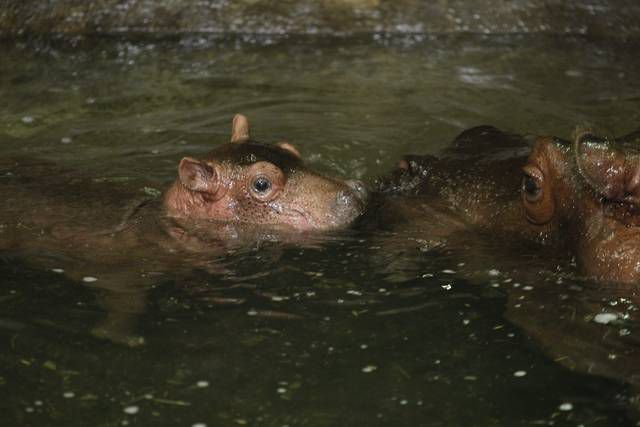 Flusspferd-Baby Farasi erkundet Basler Zolli | Tages-Anzeiger