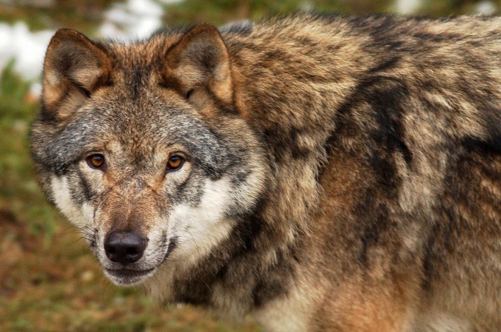 Grands carnivores: Le loup pourra être tiré de manière préventive dès ...