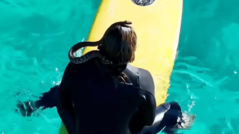 Australie: Surfer avec son python n’était pas une brillante idée - L'essentiel