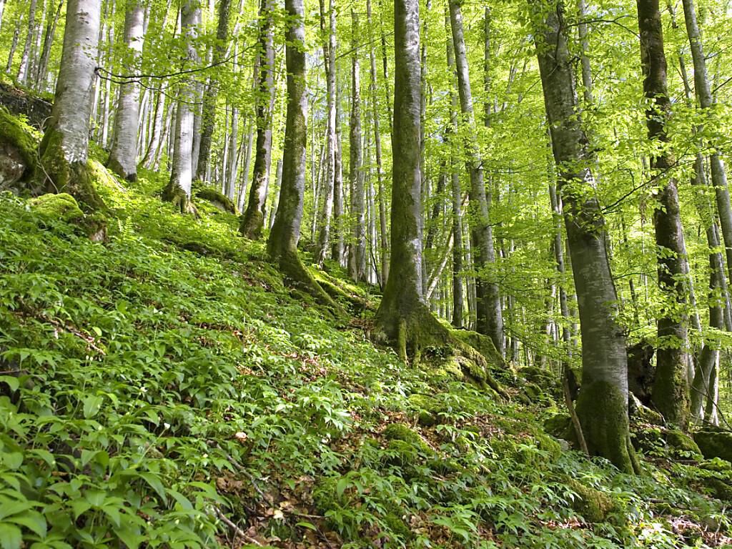 Folgen des Klimawandels: Der Schweizer Wald leidet | Basler Zeitung