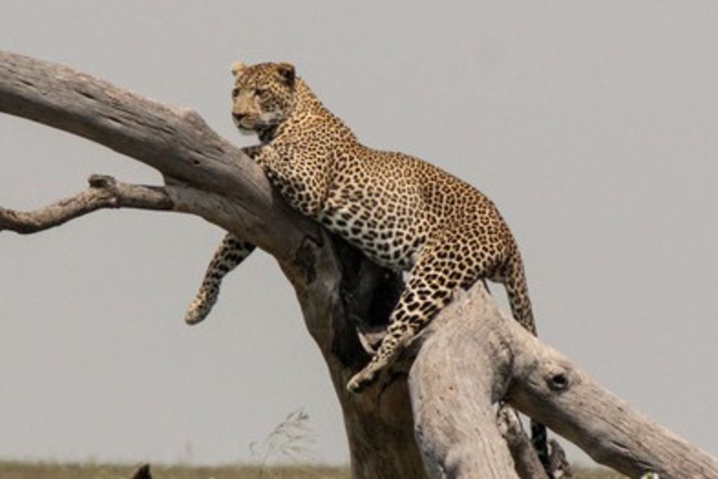 Le léopard aborde 2016 en toute sérénité | Tribune de Genève