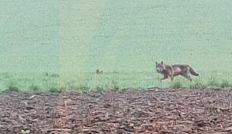 Rafael Rohner | Tages-Anzeiger