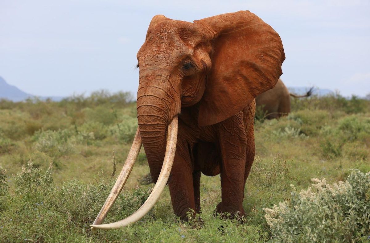 Au Kenya: La plus grande éléphante à défenses est morte à plus de 60 ...