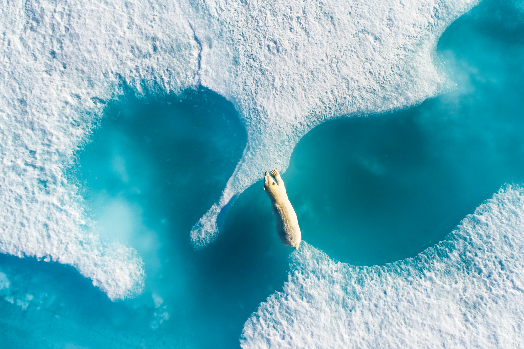 Eisbär: Florian Ledoux fotografiert die Riesen der Arktis