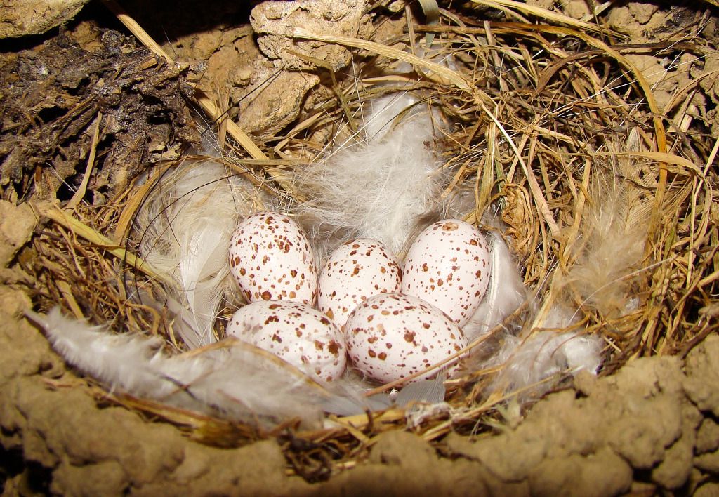 Das Geheimnis der Ei-Form | Der Bund