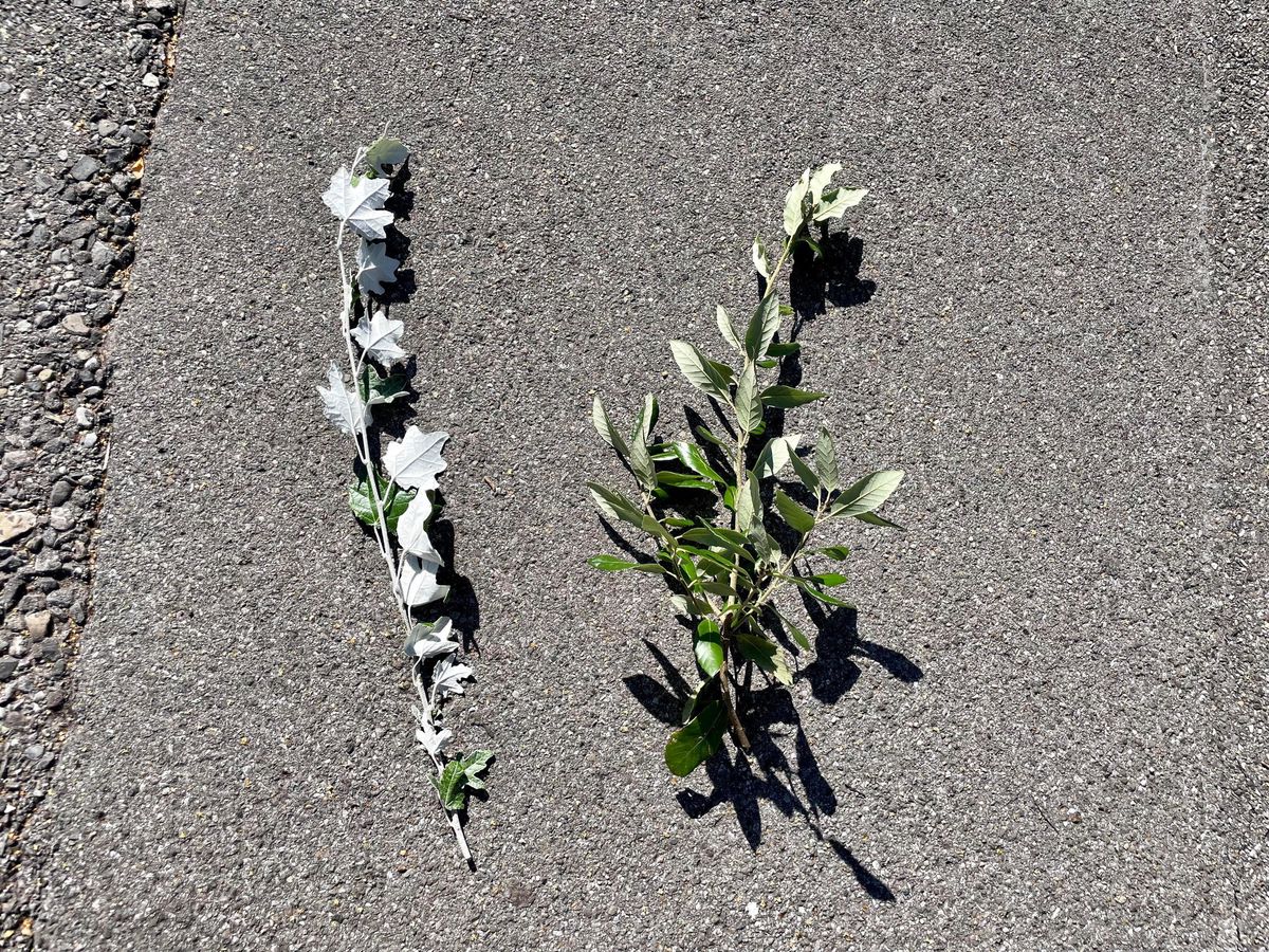 Bienne: un marronnier a fleuri deux fois - Le Matin