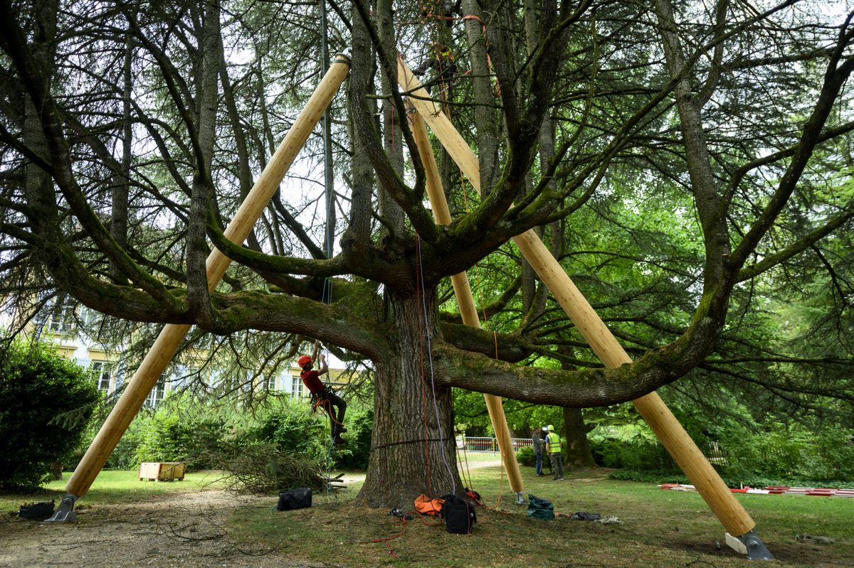Espaces verts: Yverdon au chevet d’un cèdre séculaire atypique | 24 heures