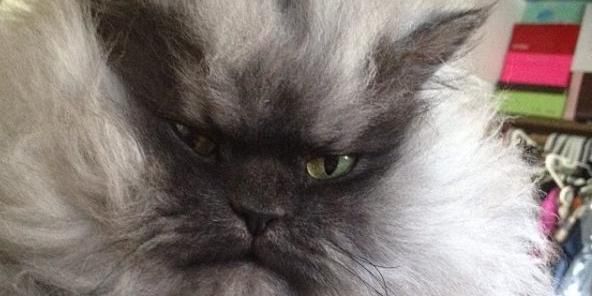 Carnet noir – Le chat le plus grognon du monde n'est plus - L'essentiel