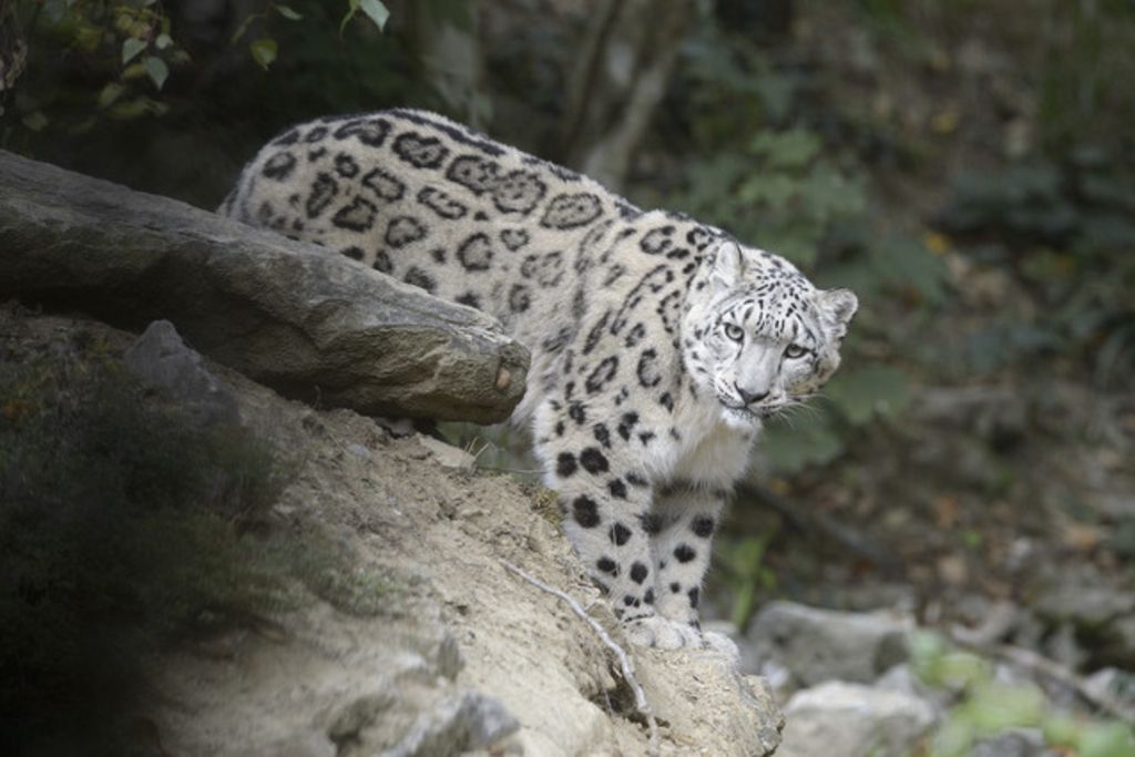 Deux nouveaux léopards des neiges au zoo de Zurich | Tribune de Genève