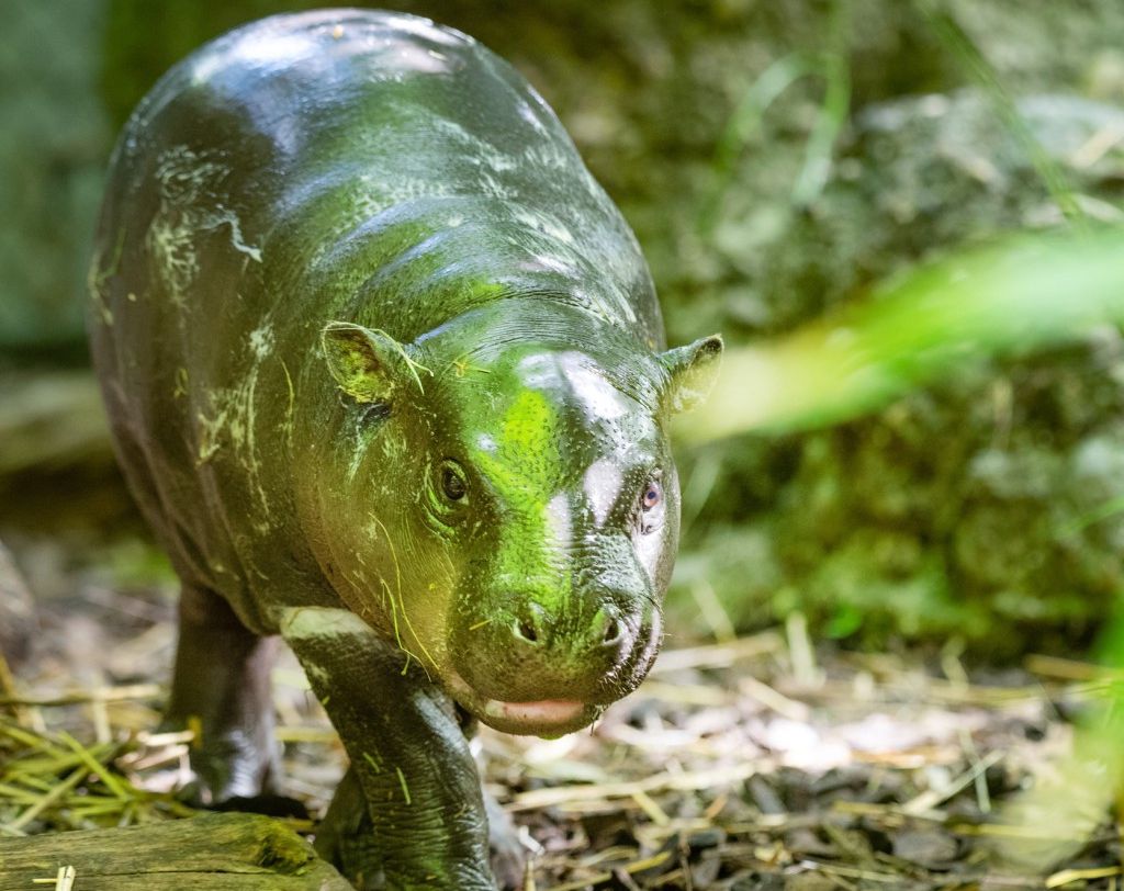 Naissance d’un petit hippopotame nain mâle au zoo de Bâle | 24 heures