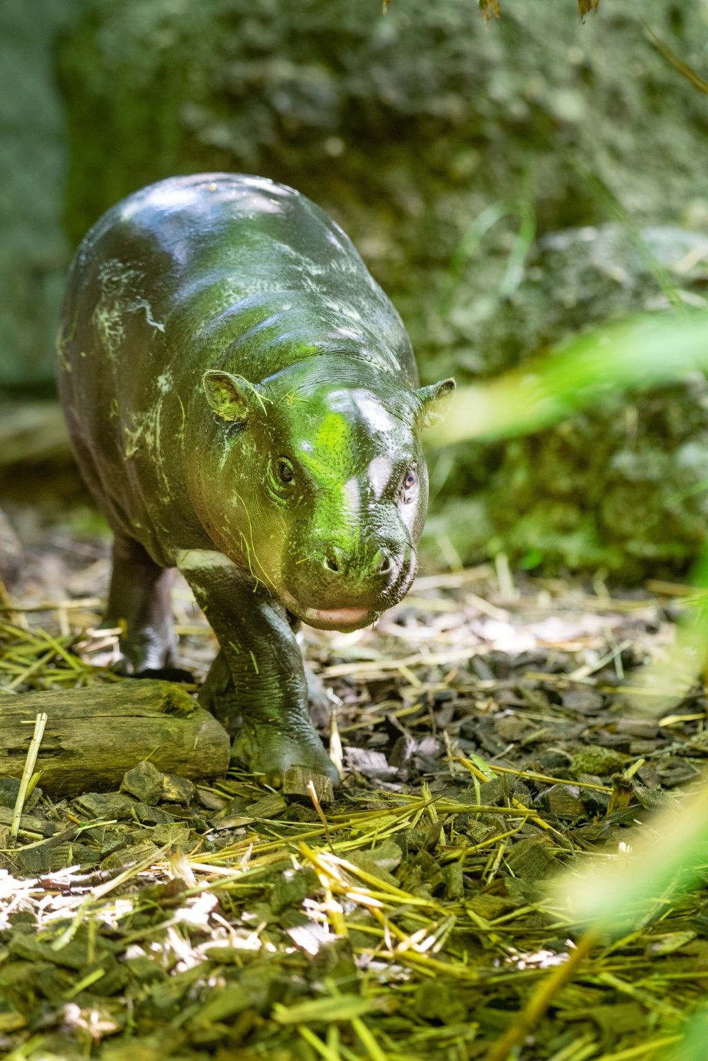 Naissance d’un petit hippopotame nain mâle au zoo de Bâle | 24 heures