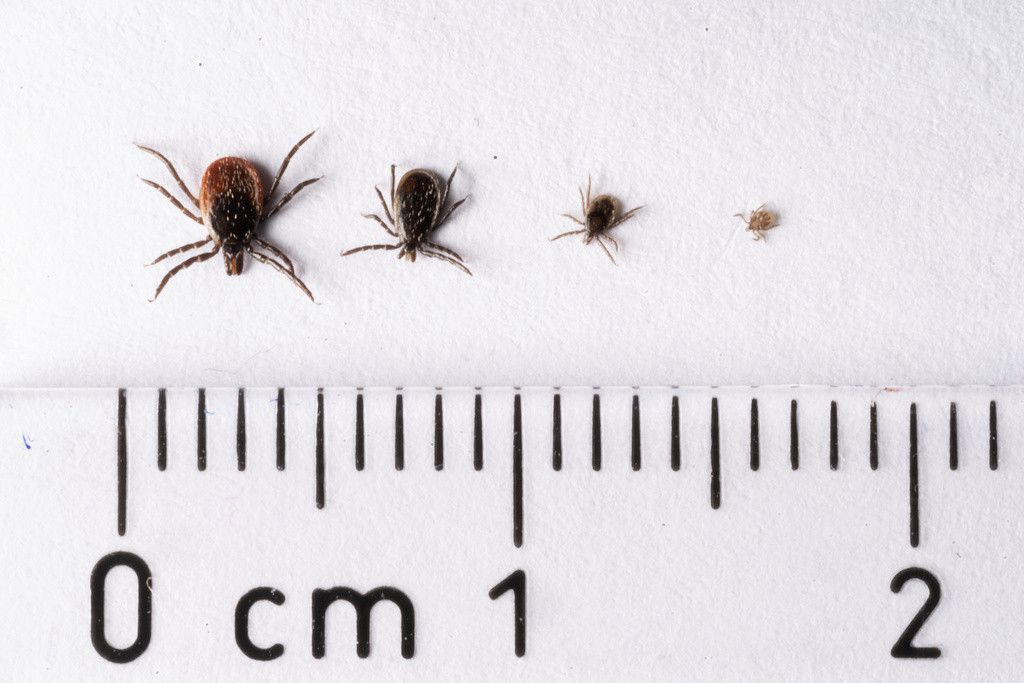 Folgen von Zeckenbissen : Schweizer Zecken übertragen mehr Krankheiten ...