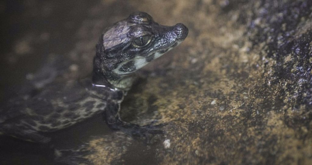 France – Le bébé crocodile nain de Mulhouse chasse déjà | 24 heures