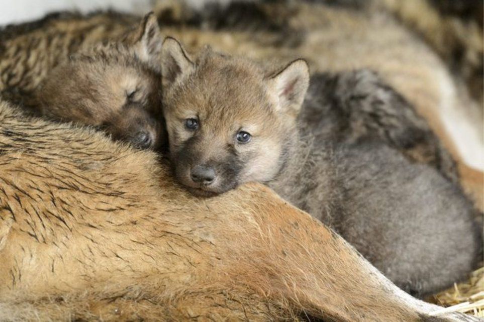 Canton de Vaud – Le public choisira les noms des louveteaux de la ...