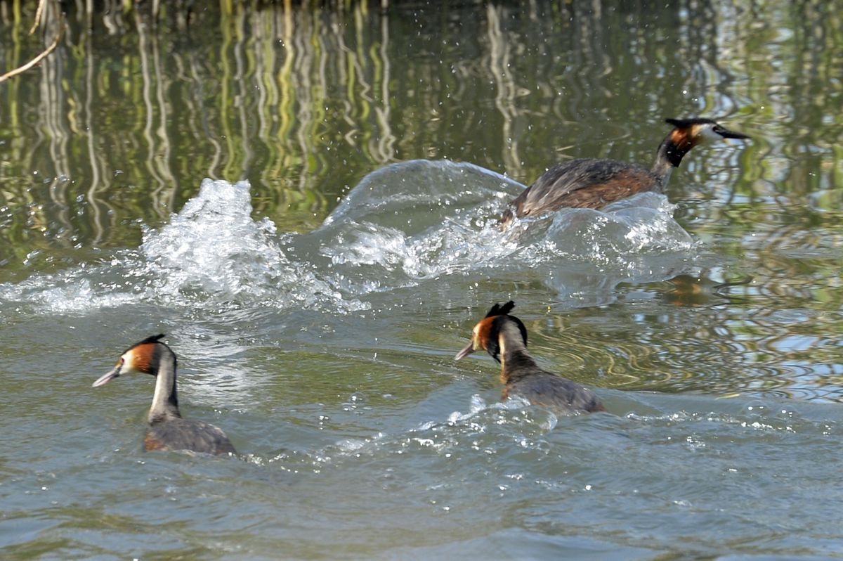Réserve naturelle des Grangettes: Accueil et éducation à la ...