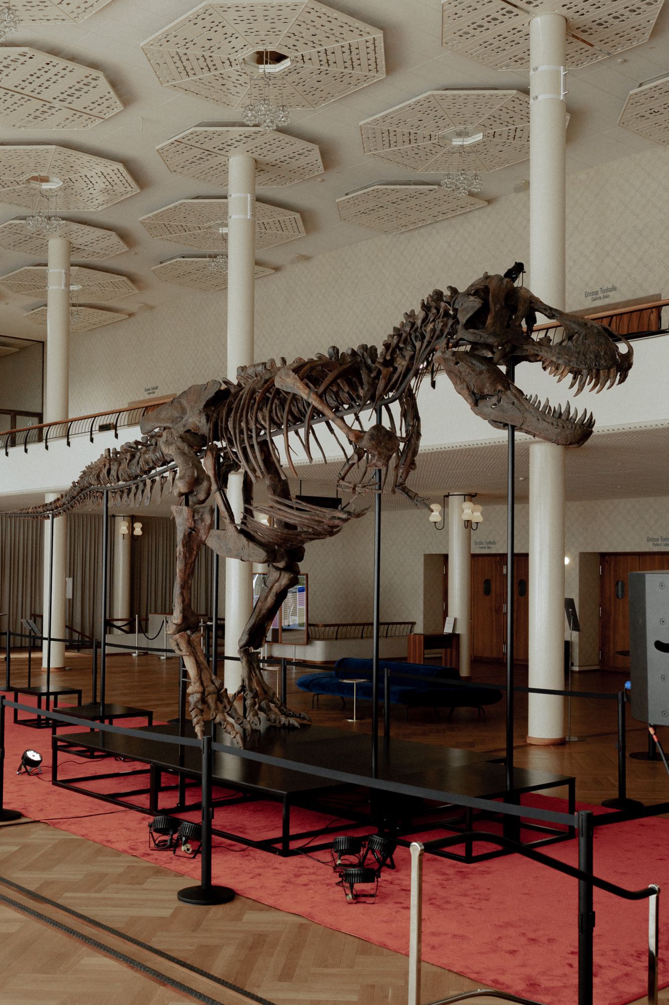 T-Rex Trinity: Der Riesendinosaurier steht nun im Sauriermuseum in ...
