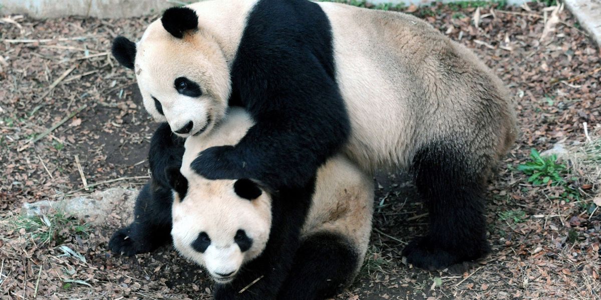 Pandas: le Japon perd ses deux derniers spécimens
