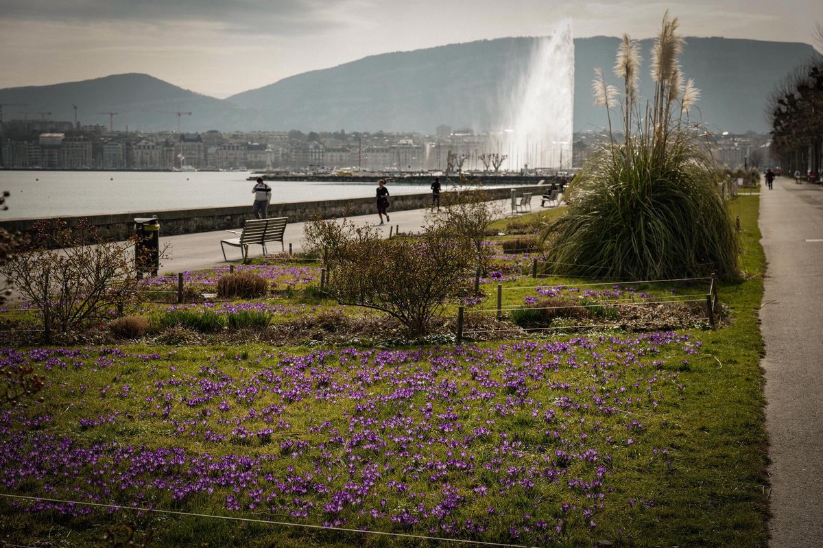 Plus de 30’000 crocus pavoisent de violet les quais de la rade ...