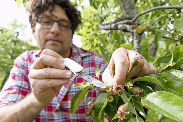 Les arboriculteurs doivent patienter dans l'angoisse | 24 heures