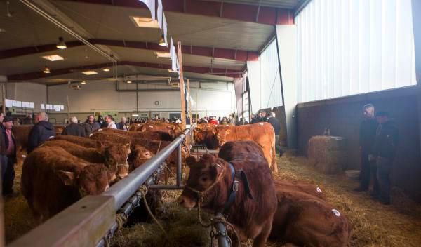 Alimentation – Un choix varié de viandes de boeufs au Luxembourg - L ...