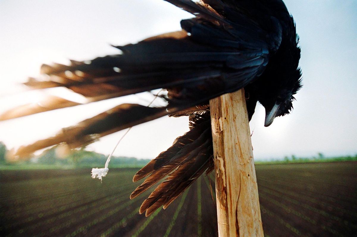 Kampf gegen Saatdiebe: Wie sich Berner Landwirte gegen Krähen wehren ...