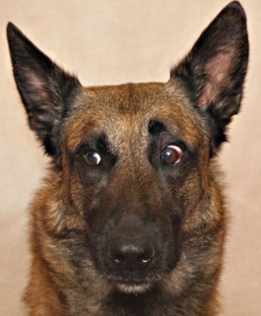 Etude – Les hommes savent identifier les émotions de leur chien ...