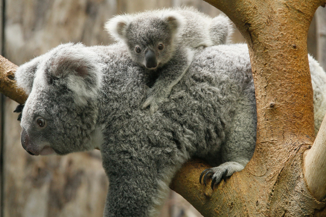 Le Queensland va déclarer le koala espèce vulnérable