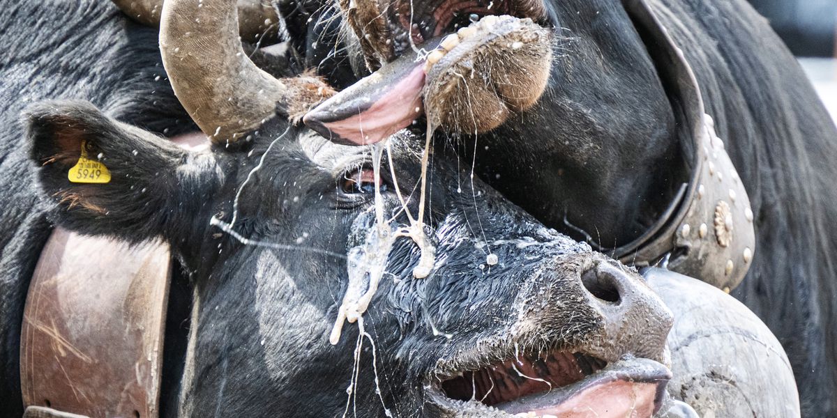 «Klimbim»-Star wurde 76: Deutsche TV-Schauspielerin Ingrid Steeger ...