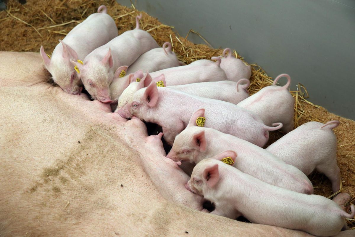 Anspruchsvolle Schweinezucht: «Engmaschige Betreuung» und trotzdem 130 ...