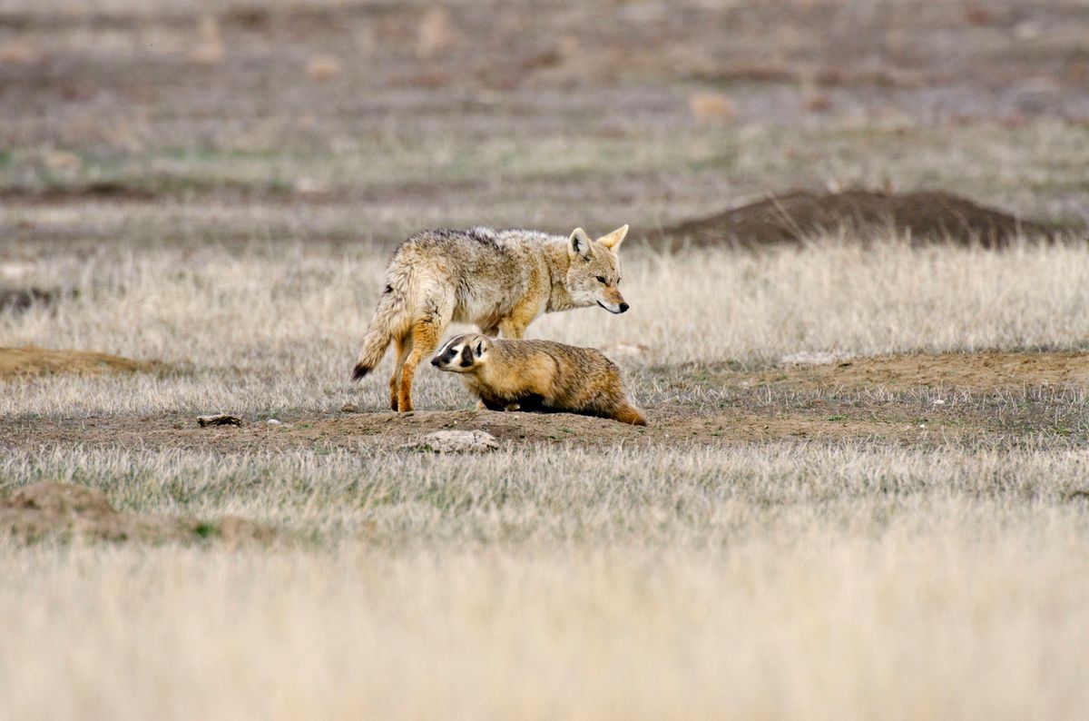 Tiere im Teamwork: Wenn Kojote und Dachs zusammenspannen | Tages-Anzeiger