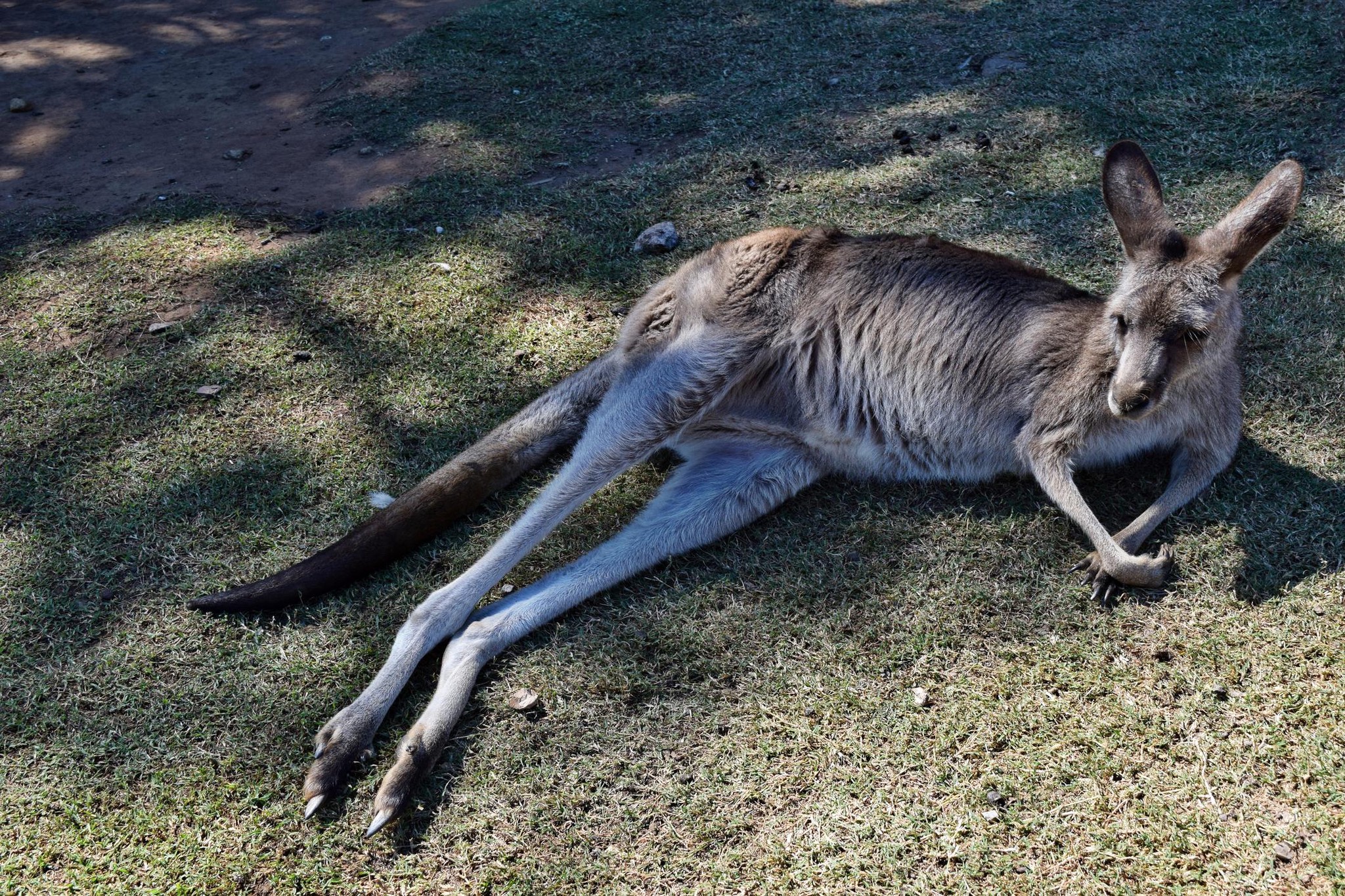 Erste tödliche Attacke seit 1936: Känguru tötet Mann in Australien ...