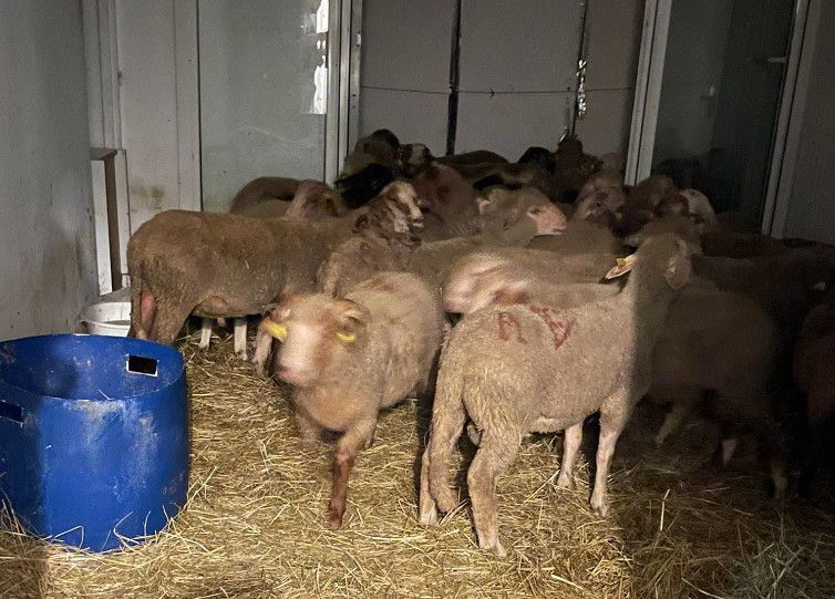 40 moutons entassés dans un logement social - Le Matin