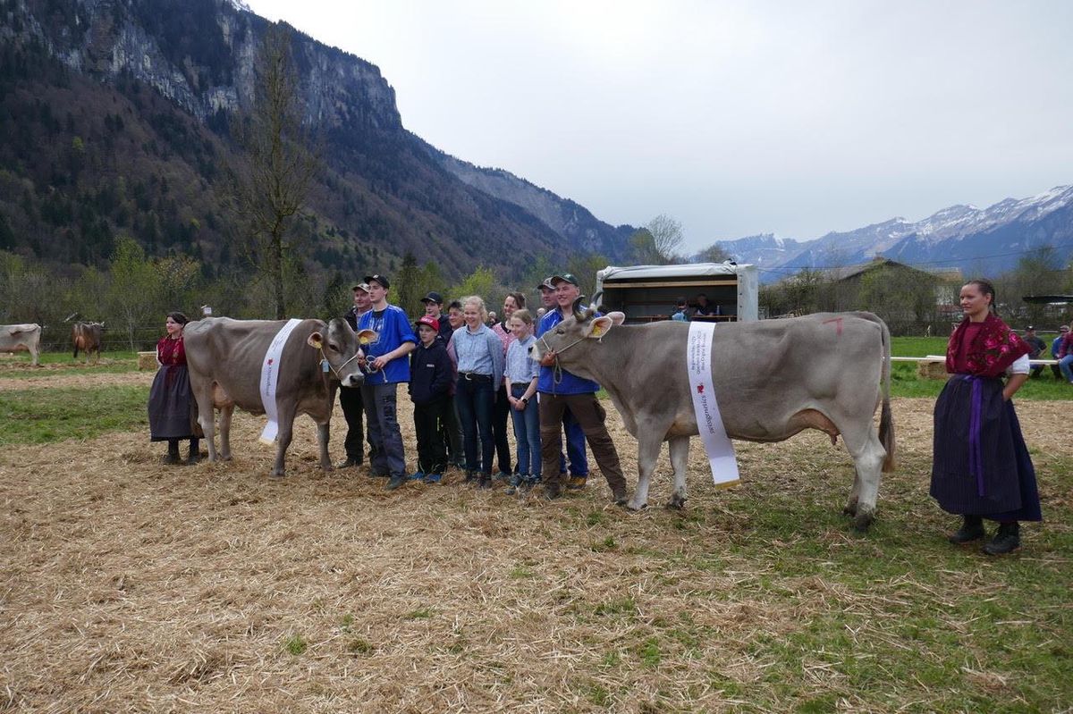 Braunviehzüchter in Unterbach: Tulpe und Tunia heissen die Missen ...