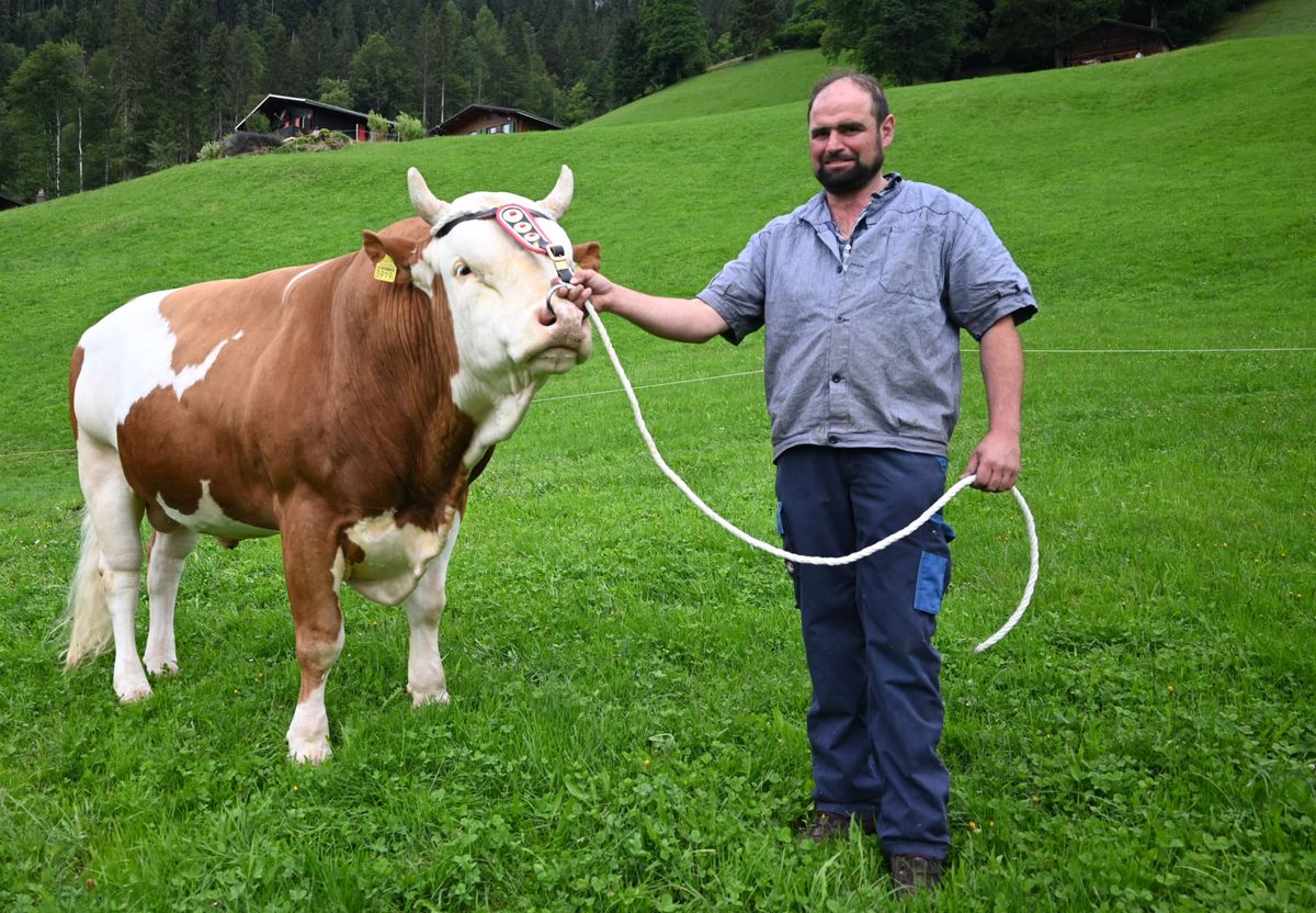 Unspunnen-Siegermuni: Spaziergänge für den sanften Kraftprotz | Berner ...