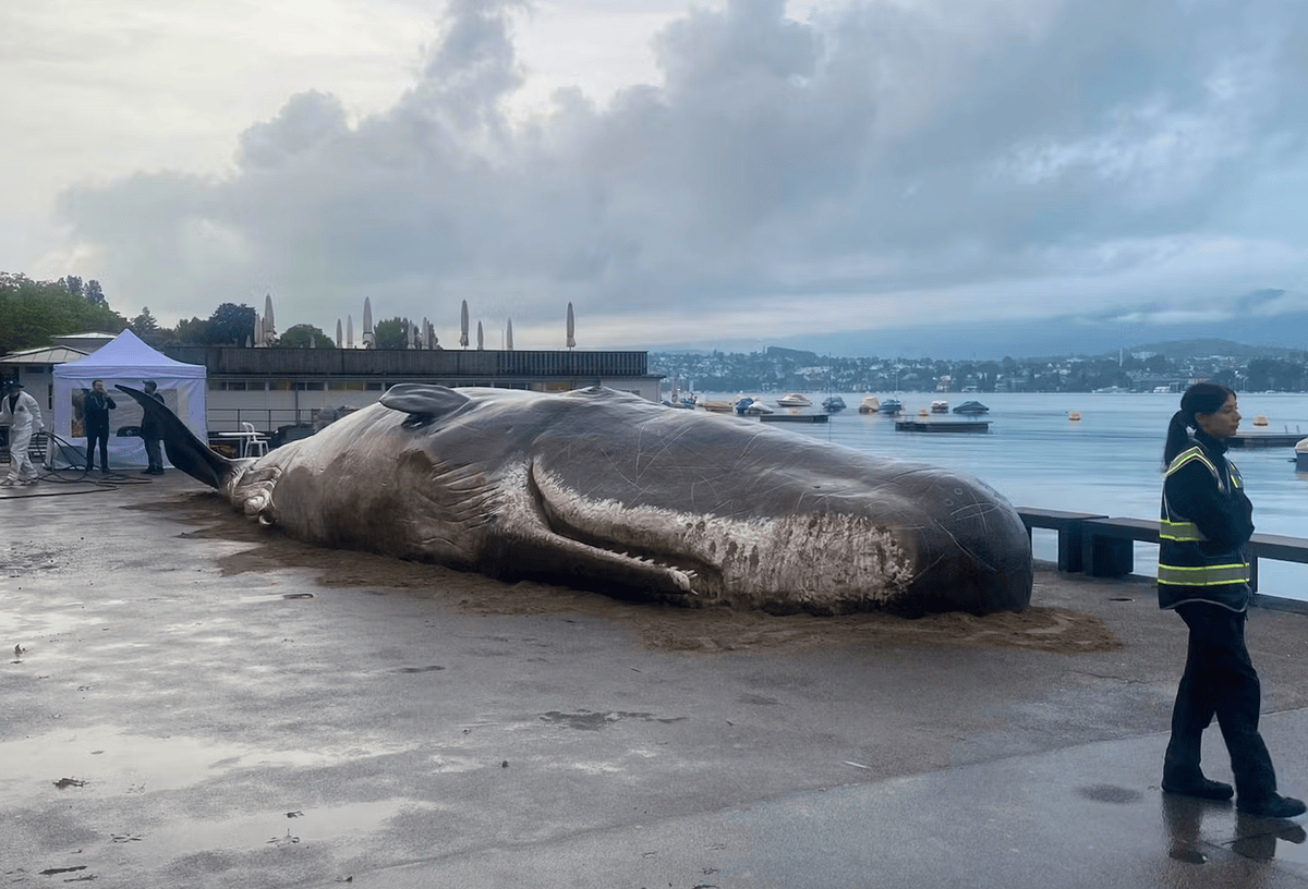 Spektakuläre Kunstaktion: Pottwal in Zürich gestrandet | Der Bund