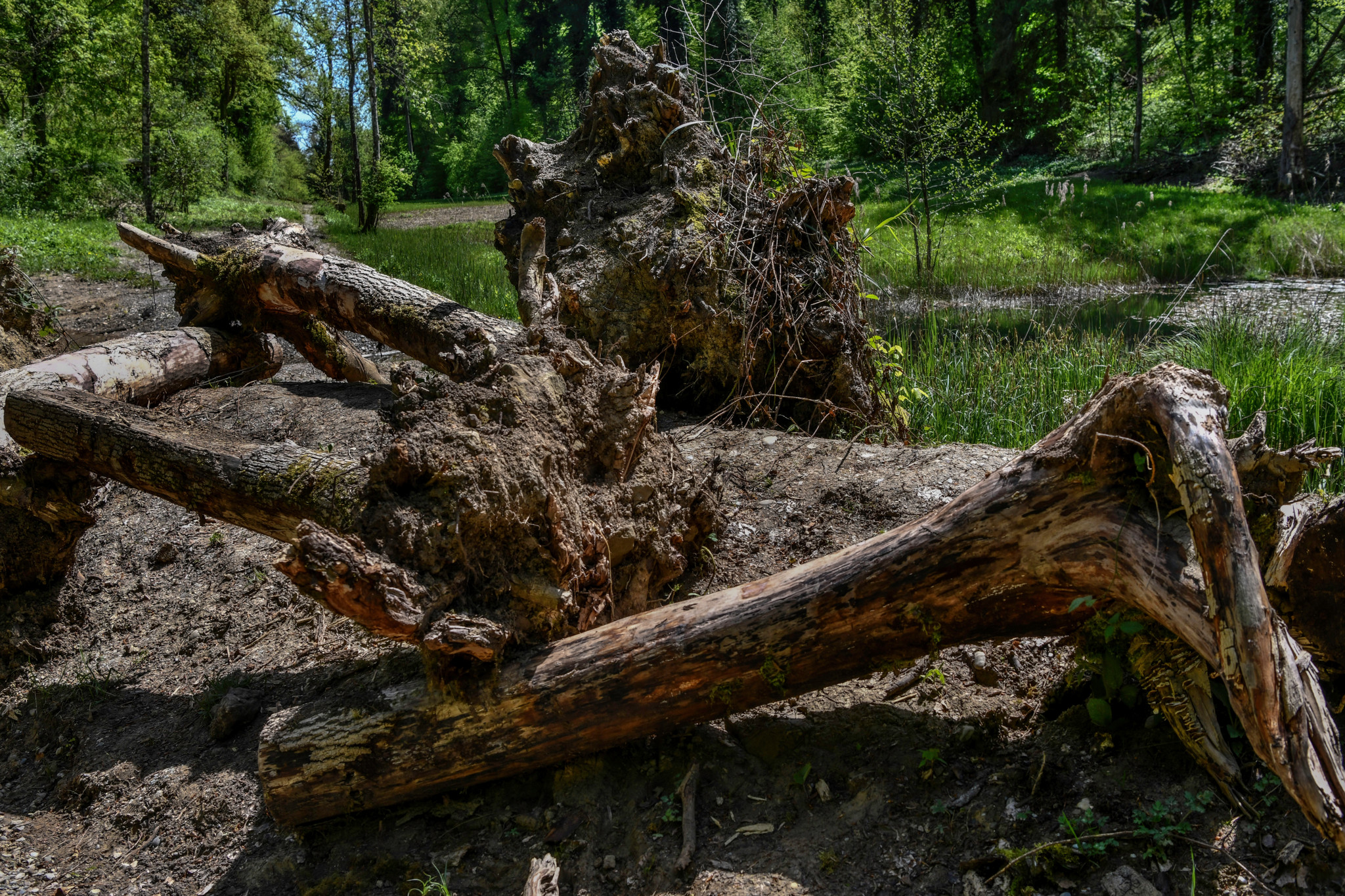 Postkarten Kanton Zürich: Gruss aus dem Seilpark in Kloten | Tages-Anzeiger